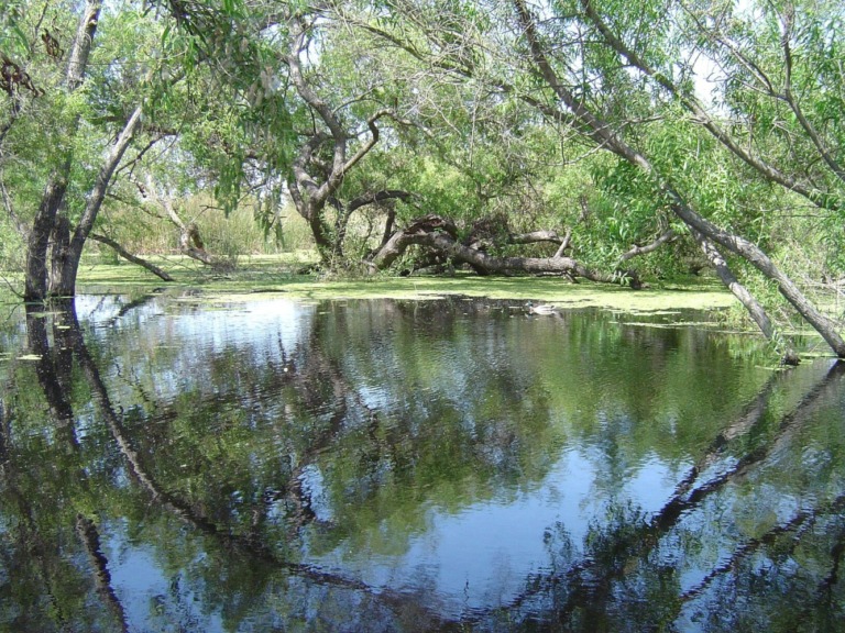 Madrona Marsh – Nature Walk - Discover Torrance